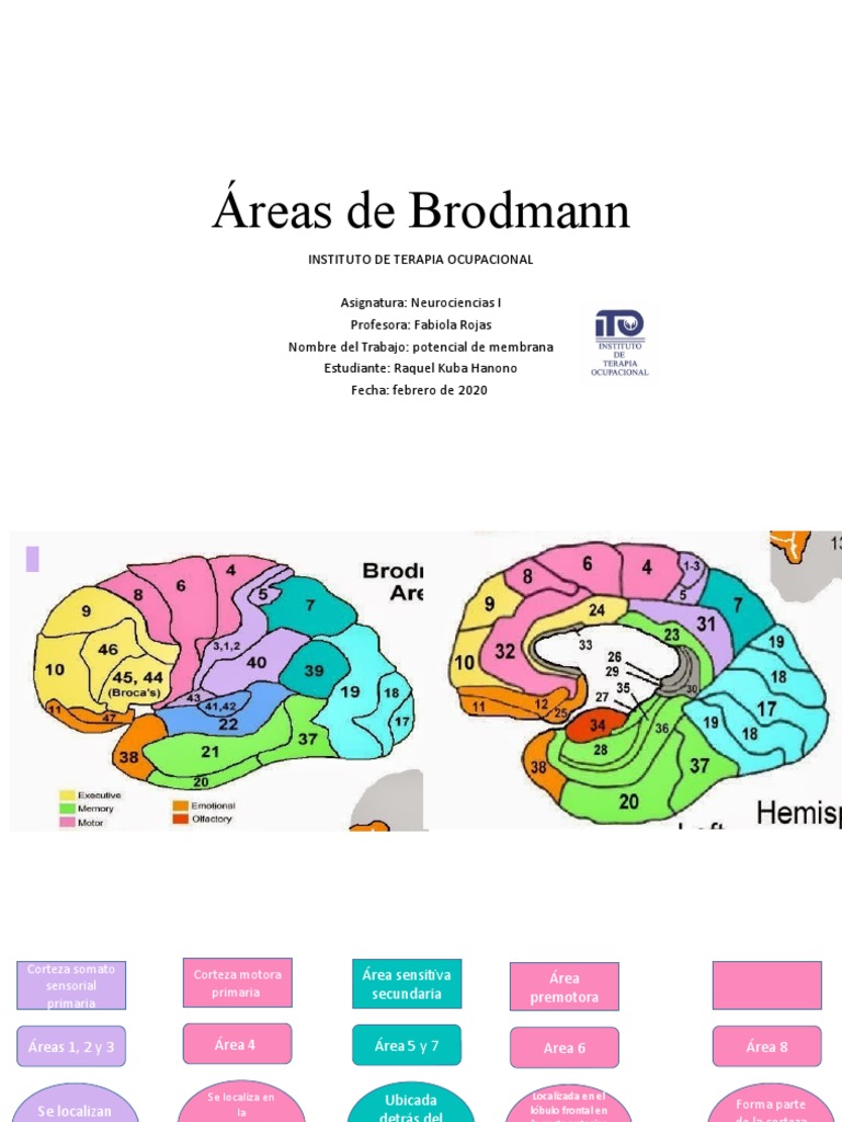Áreas de Brodmann | PDF | Lóbulo temporal | Cerebro