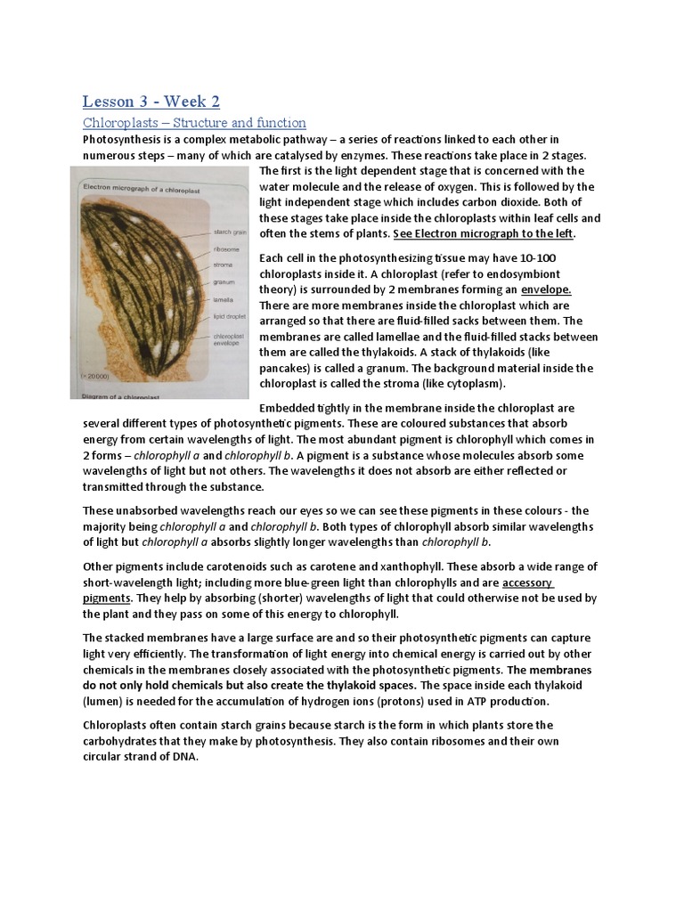 Biology Unit 2 - Lesson 3 - Week 2 | PDF | Chloroplast | Photosynthesis