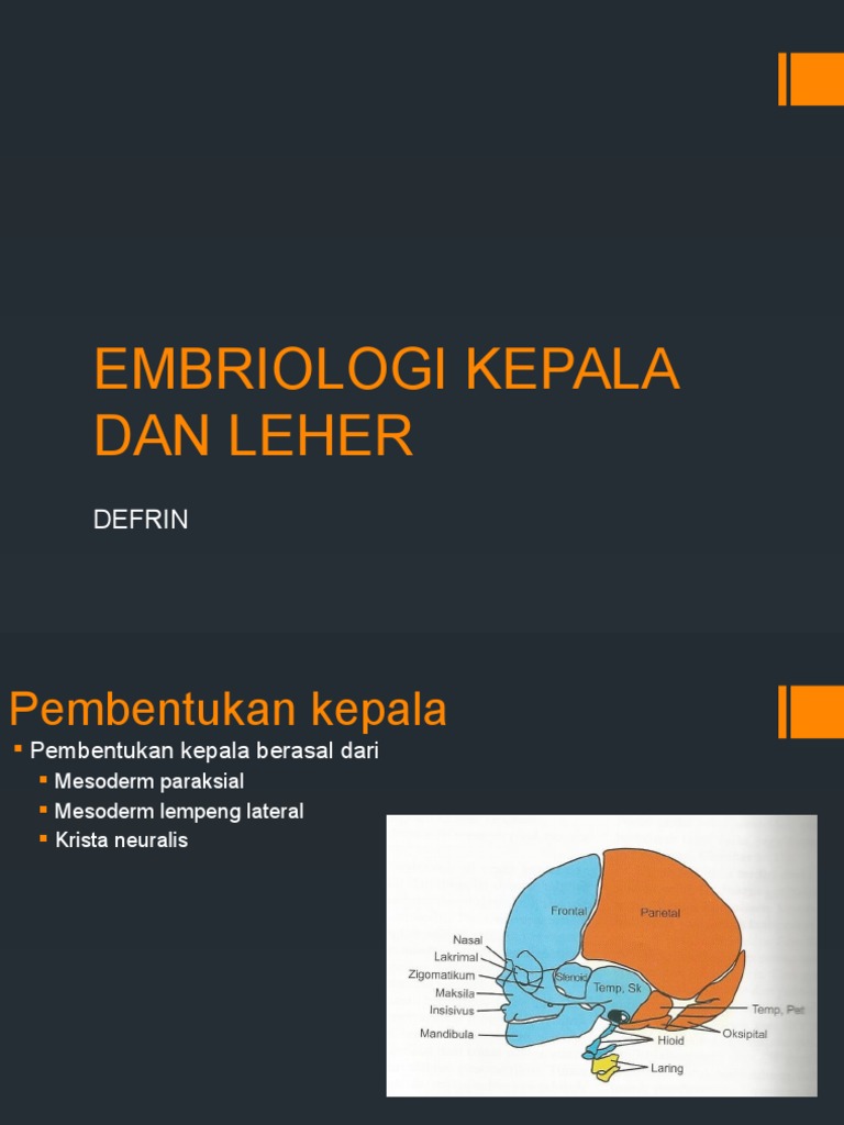Embriologi Kepala Dan Leher | PDF