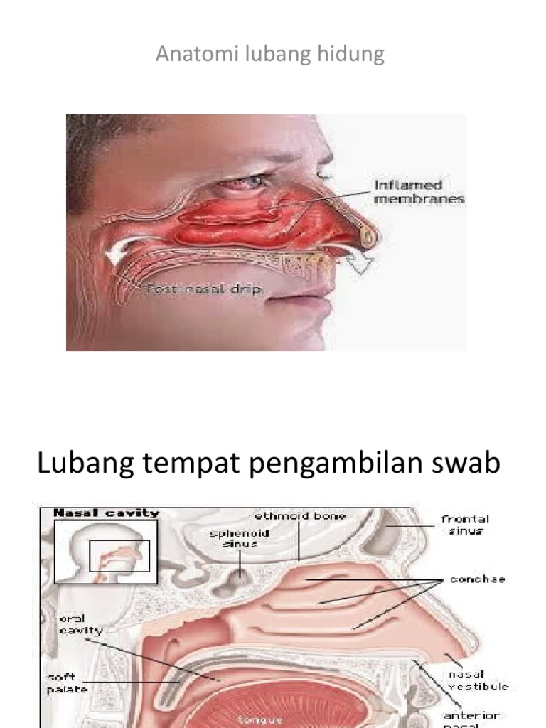 Anatomi Hidung | PDF