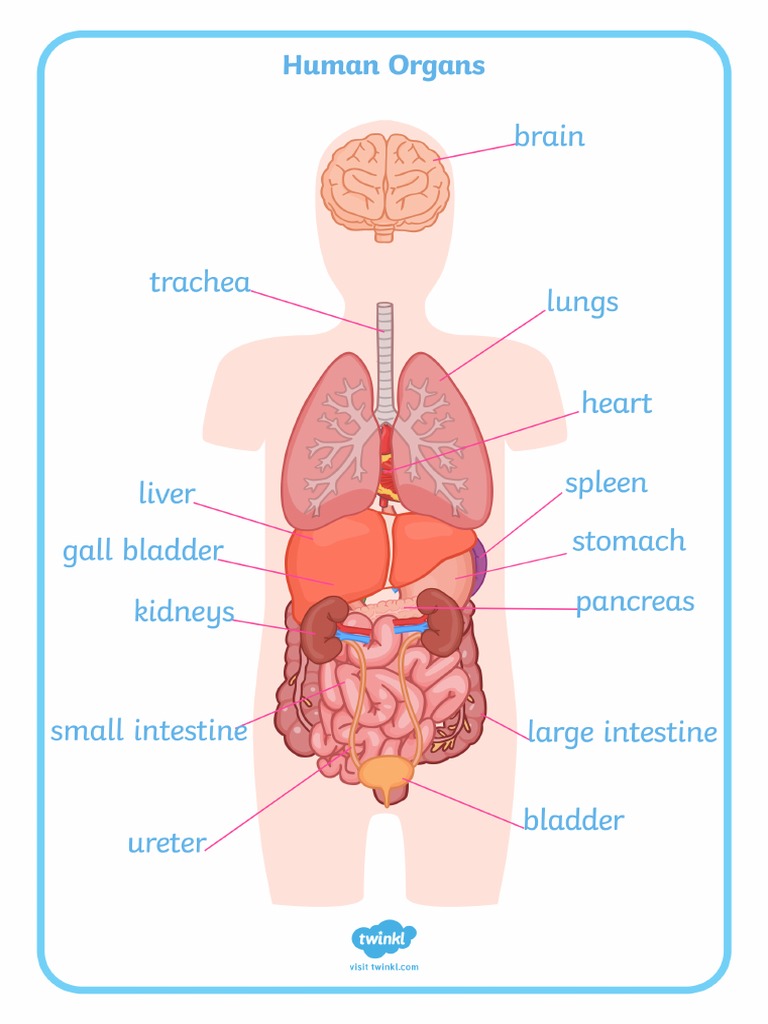 T2 S 055 Human Body Organs Display Posters Ver 2 | PDF
