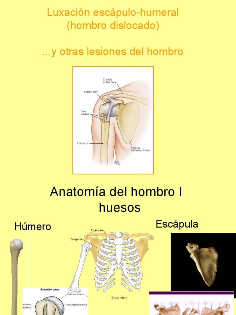 Hombro Anatomia y Lesiones | PDF | Hombro | Anatomía humana