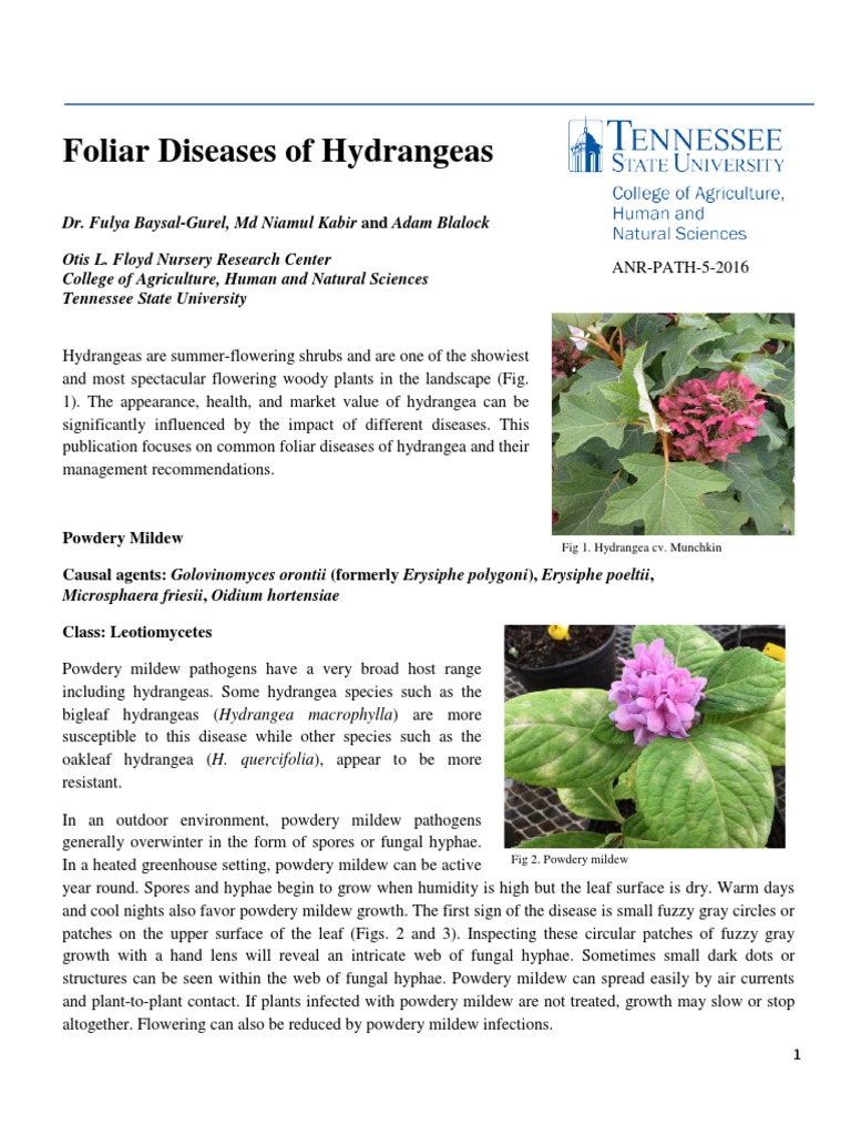 Foliar Diseases of Hydrangea FBG 022916 G1 | PDF | Microbiology ...