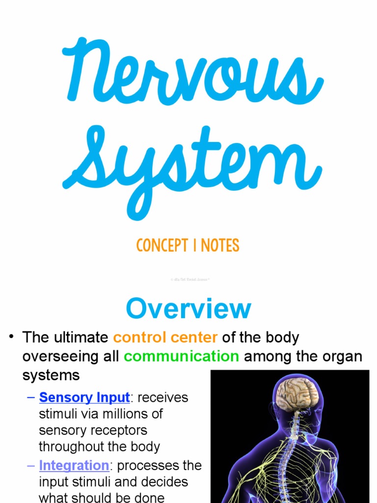 Concept 1 Notes - Nervous System For Students | PDF | Motor Neuron ...