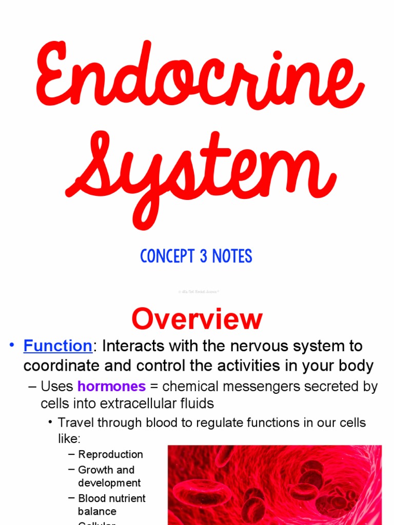 Concept 3 Notes - Endocrine System For Students | PDF | Hormone ...