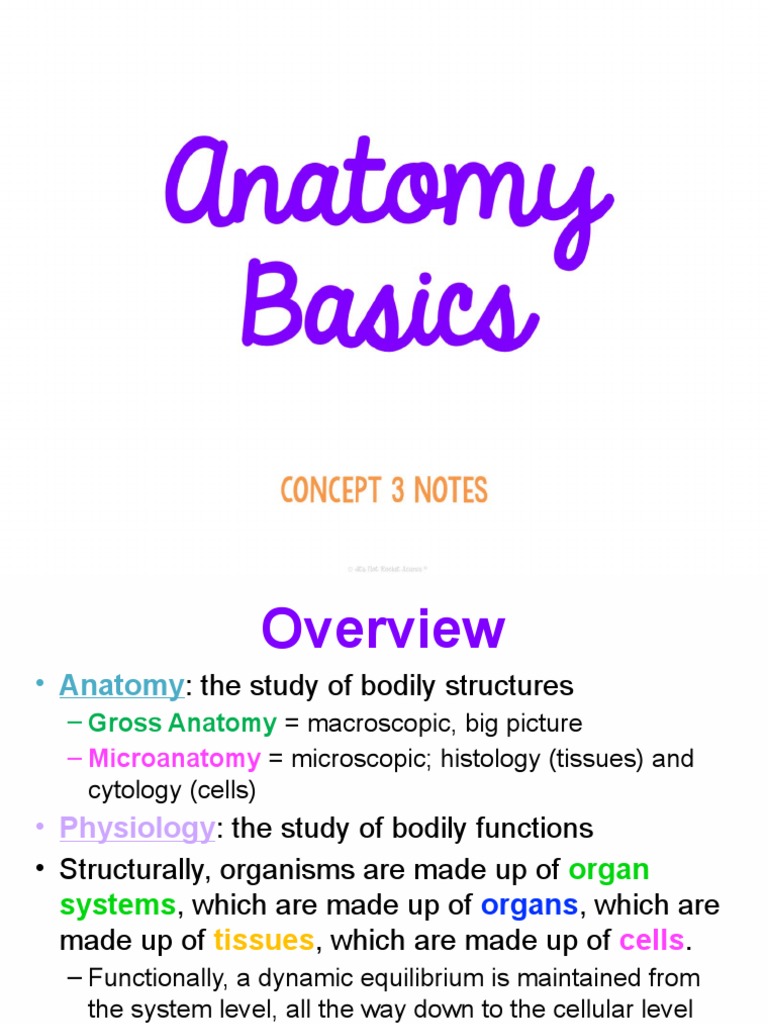 Concept 3 Notes - Anatomy Basics For Students | PDF | Epithelium ...