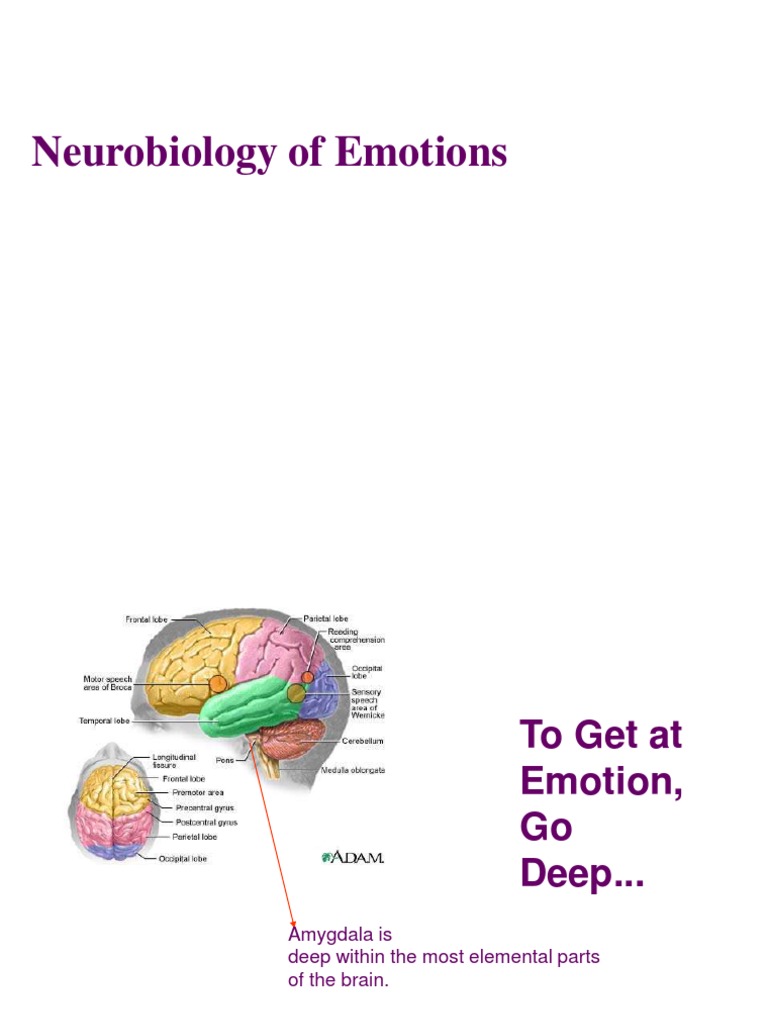 Emotions and Brain Areas | PDF | Hypothalamus | Limbic System