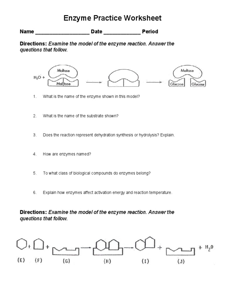 Enzyme Practice Worksheet | PDF