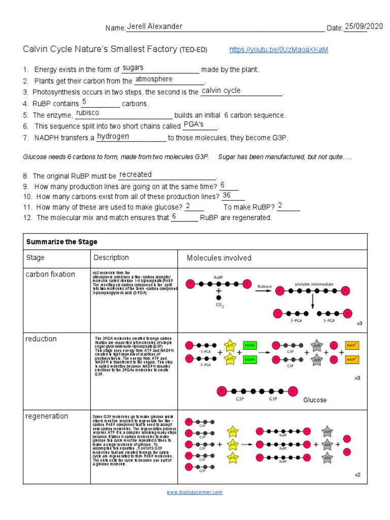 Calvin Cycle: Photosynthesis Process Explained | PDF