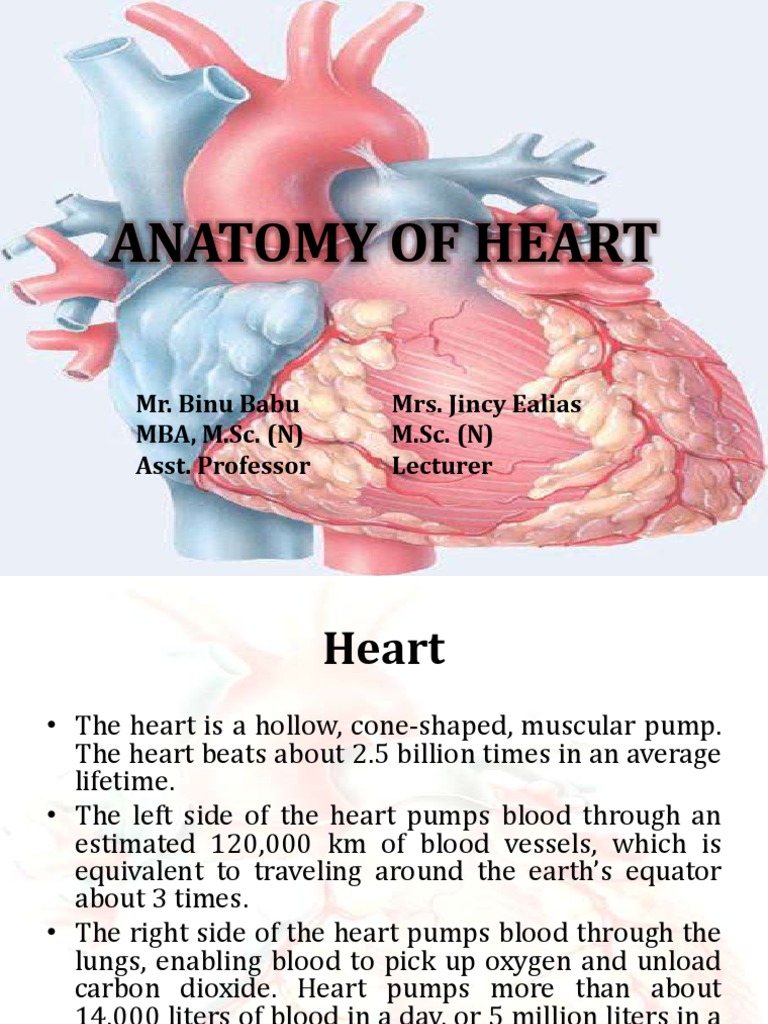 ANATOMY OF THE HEART | PDF | Heart Valve | Coronary Circulation