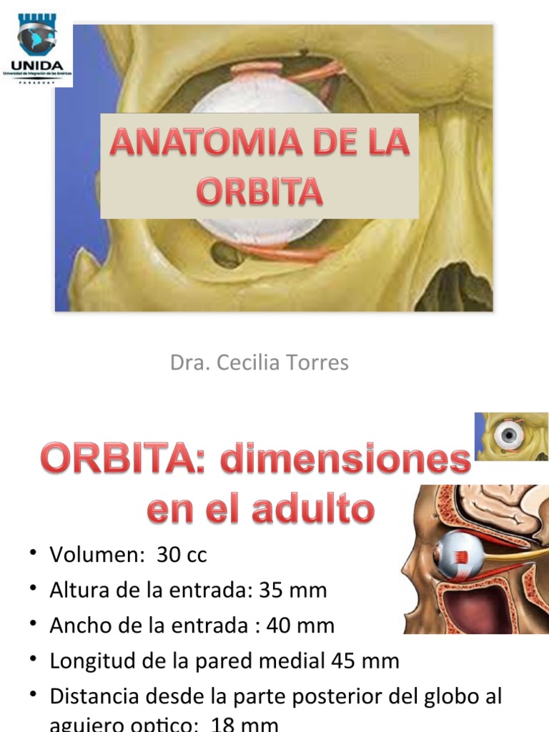 Anatomia de La Orbita | PDF
