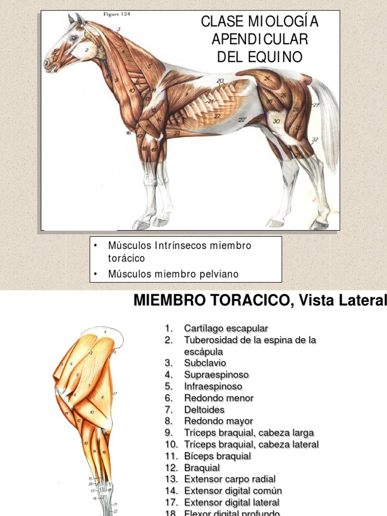 Músculos del miembro torácico y pelviano del equino | PDF | Codo | Sistema musculoesquelético