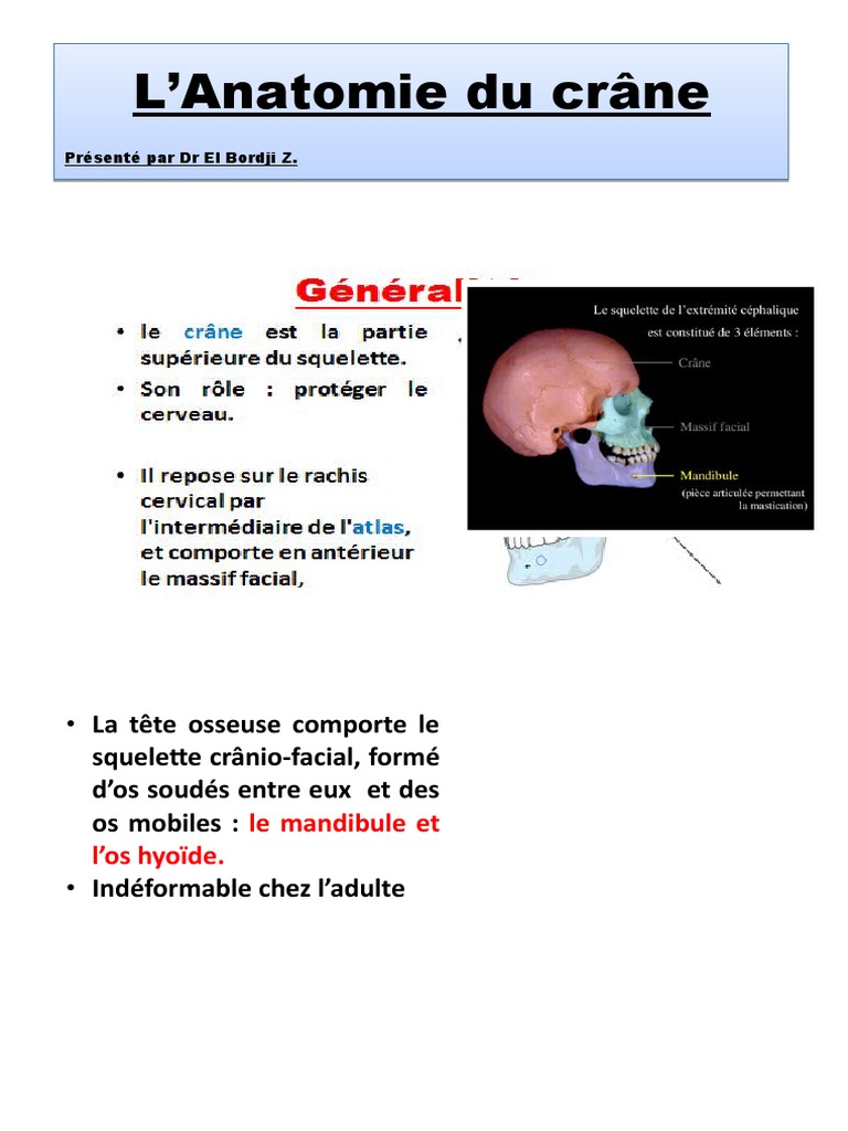 Anatomie du Crâne Humain | PDF | Crâne | Muscle