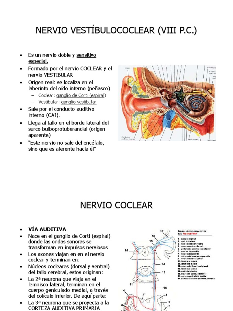 Nervio Vestibulococlear Funciones Y Lesiones Pdf Oído Nervio