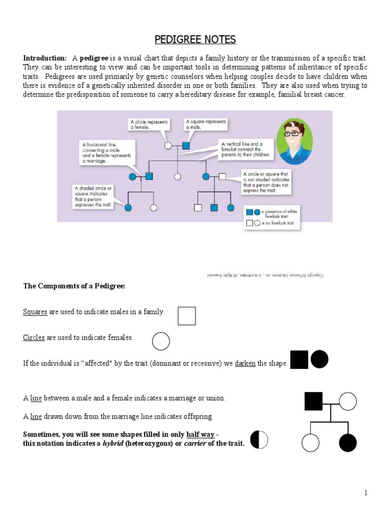 Pedigree Intro Worksheet | PDF | Dominance (Genetics) | Zygosity
