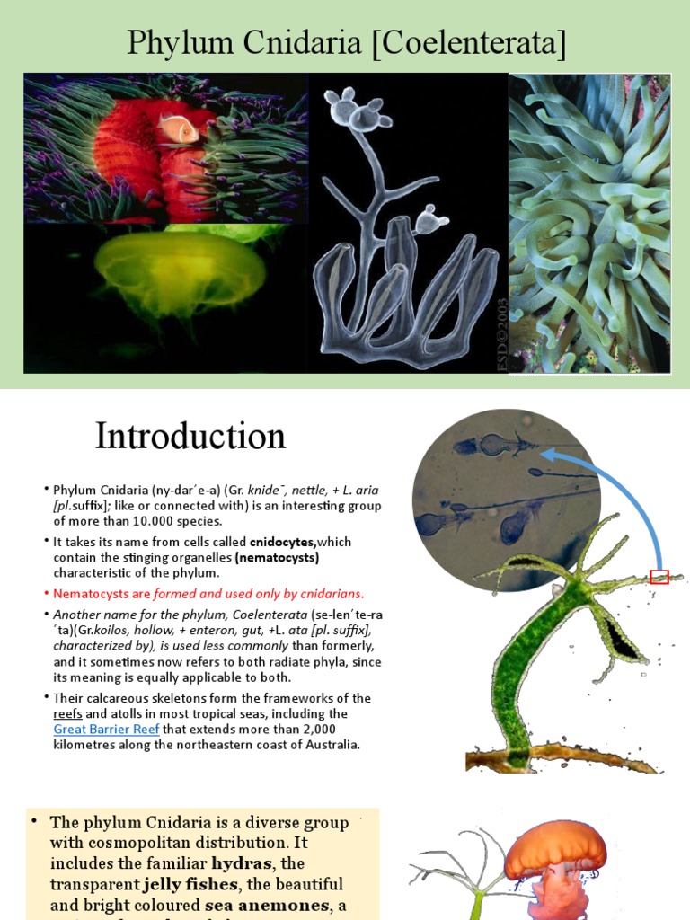 Phylum Coelenterata Examples Aurelia