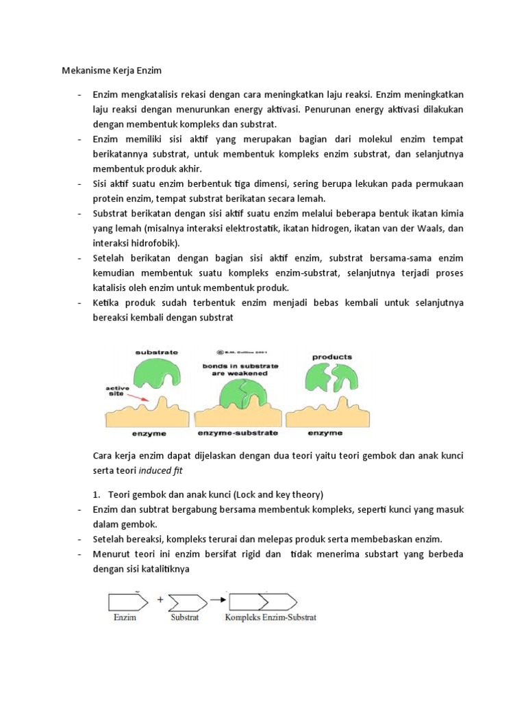 Mekanisme Kerja Enzim | PDF
