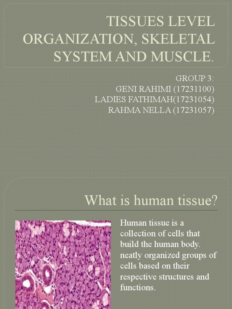 Tissues Level Organization | PDF | Epithelium | Tissue (Biology)