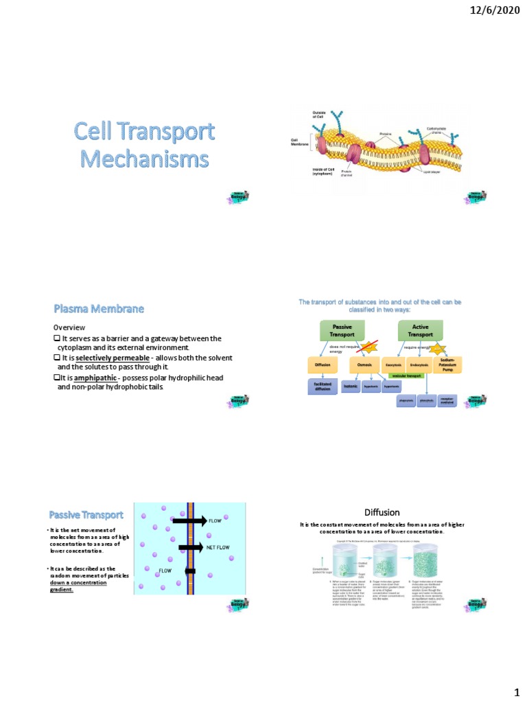Cell Transport Mechanisms Overview | PDF | Osmosis | Cell Membrane