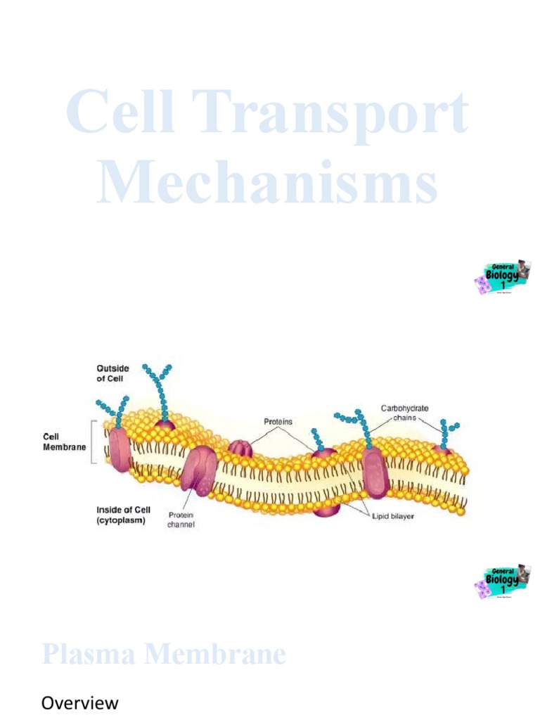 Cell Transport Mechanisms | PDF | Cell Membrane | Osmosis