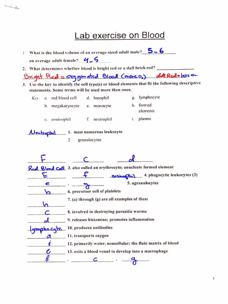 Lab Exercise On Blood: .What Is The Blood Volume of An Avernge-Sized ...