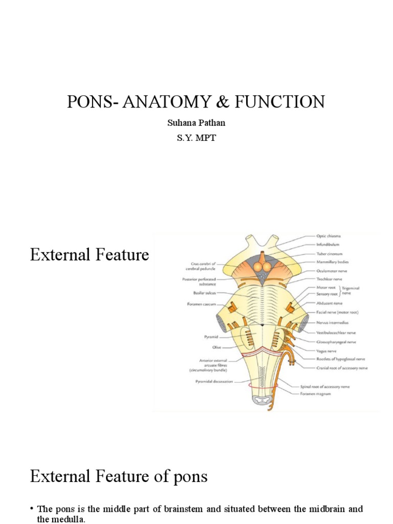 Pons Anatomy and Functions Explained | PDF | Neuroanatomy | Human Anatomy