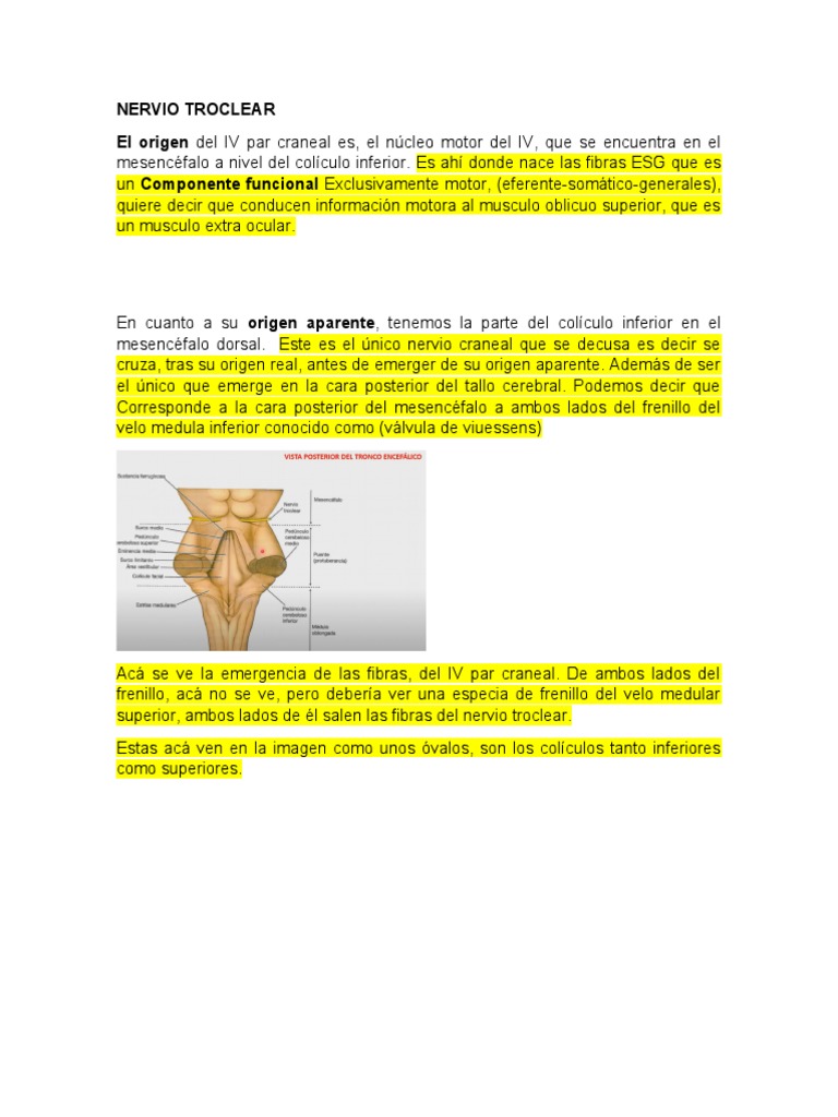 Nervio Troclear | PDF | Sistema nervioso | Anatomía humana