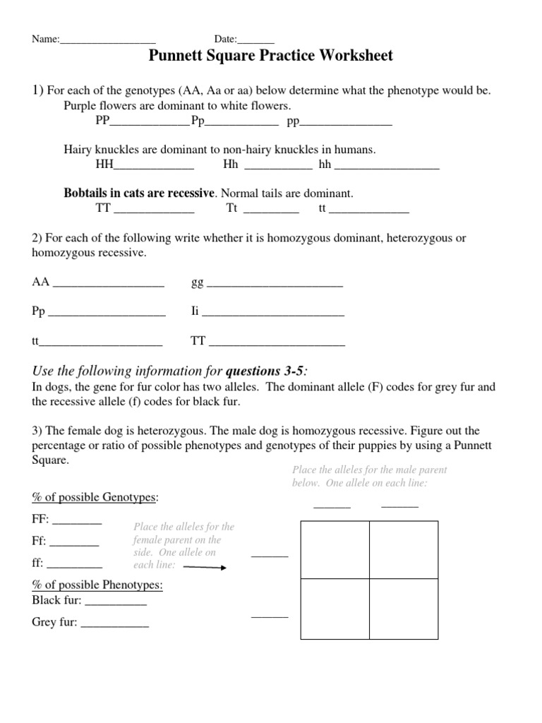 Punnett Square Practice Worksheet: Bobtails in Cats Are Recessive ...