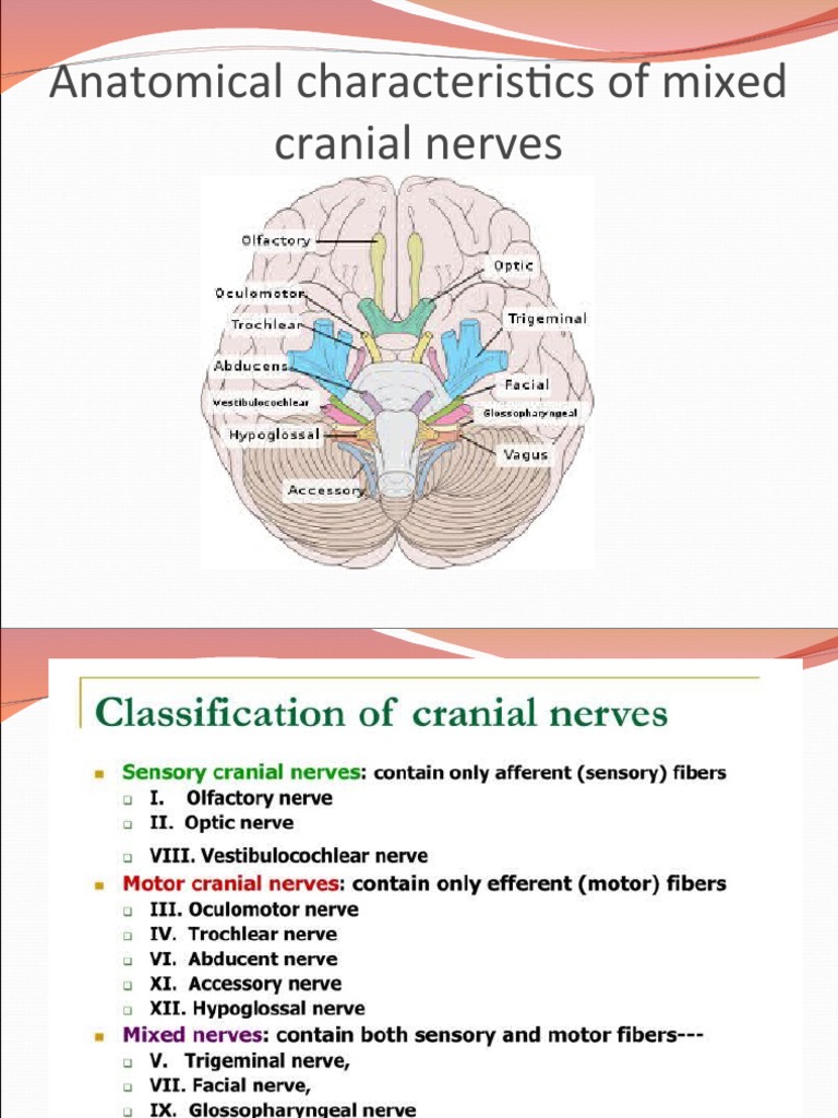 Anatomy of Trigeminal Nerve
