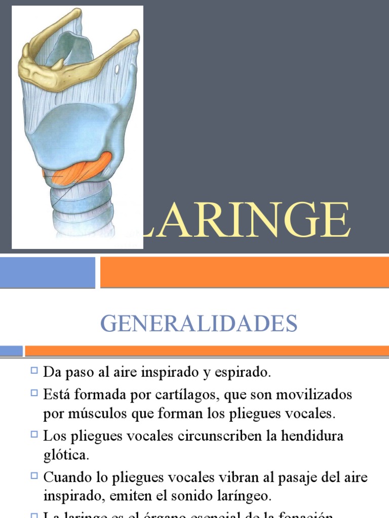 LARINGE | PDF | Laringe | Anatomía humana