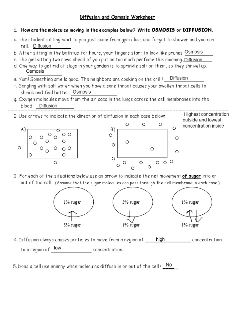 Diffusion and Osmosis Worksheet | PDF | Osmosis | Cell Biology