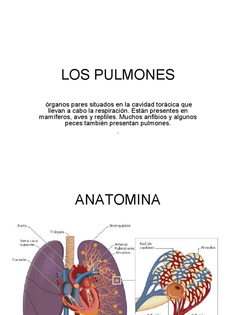 Los Pulmones | PDF