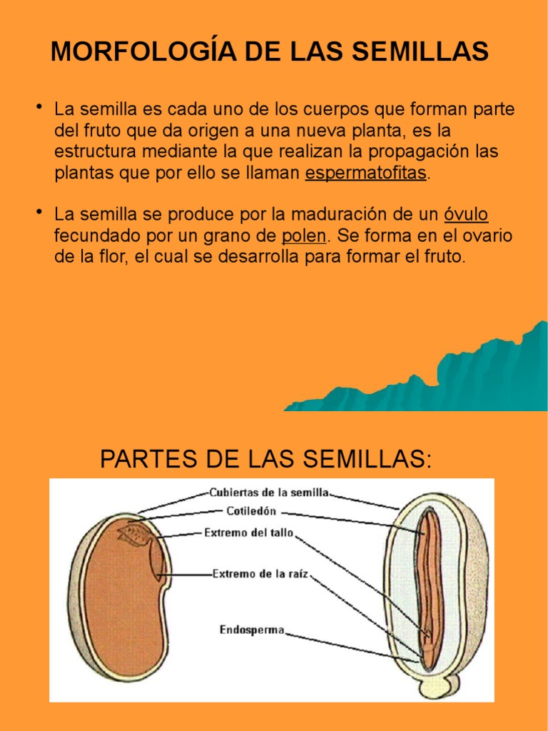 Morfología y Estructura de Semillas | PDF | Semilla | Germinación