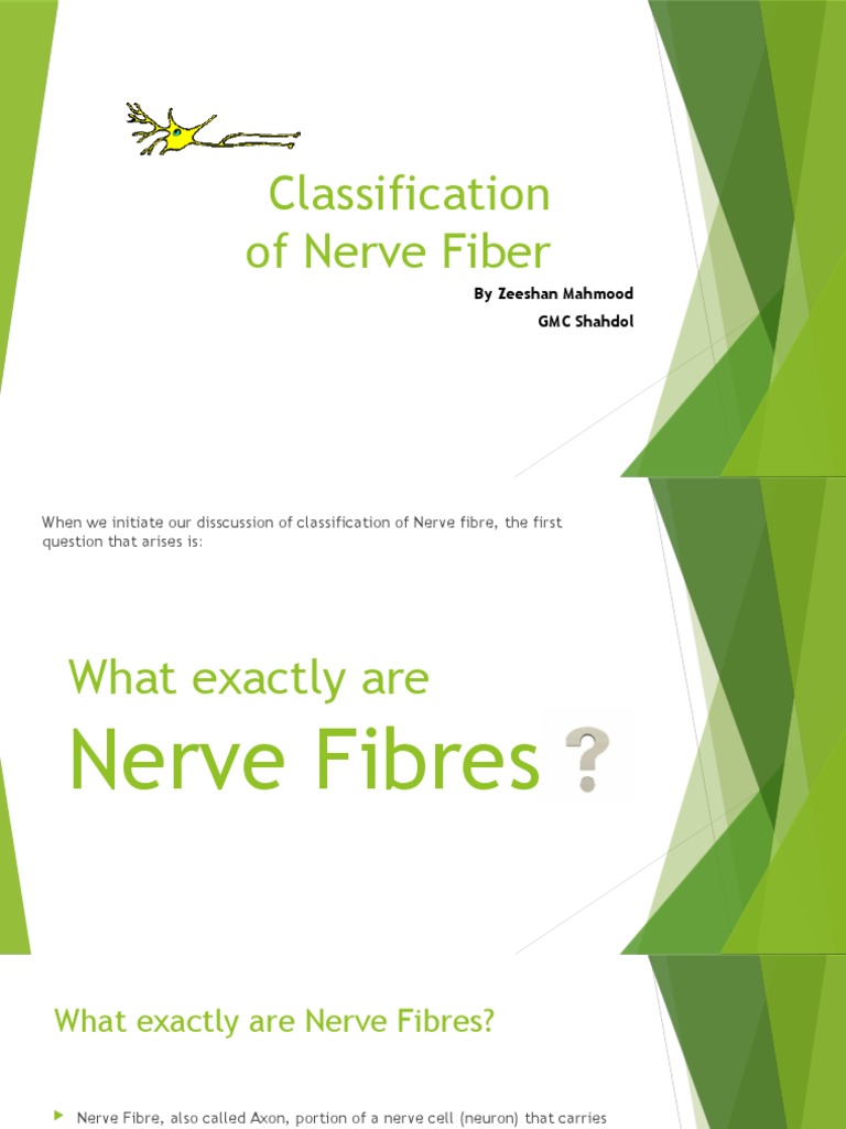 Types of Nerve Fibres | PDF | Axon | Myelin
