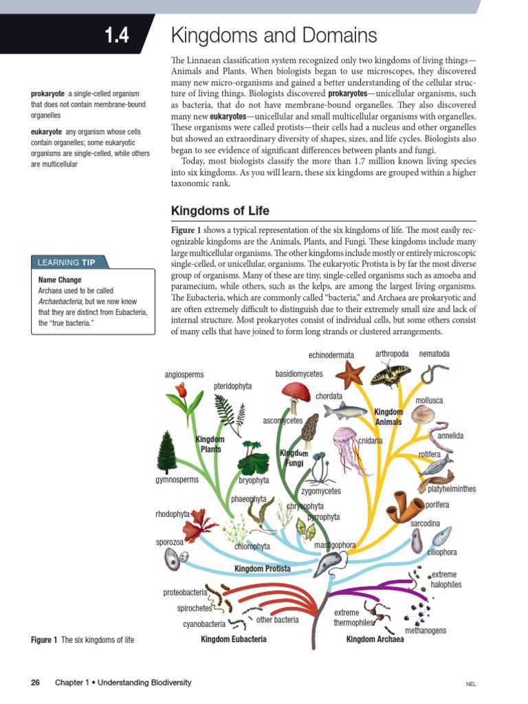 Kingdoms and Domains of Life Explained | PDF | Eukaryotes | Organisms