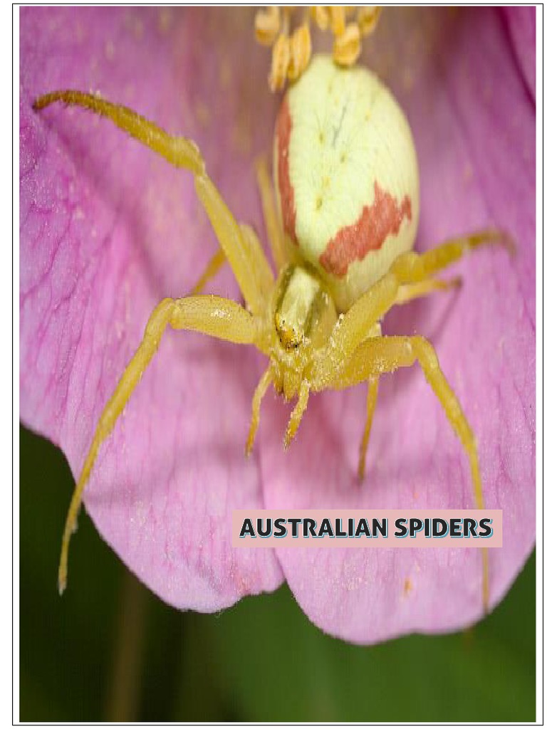Australian Spiders | PDF | Spider | Nature