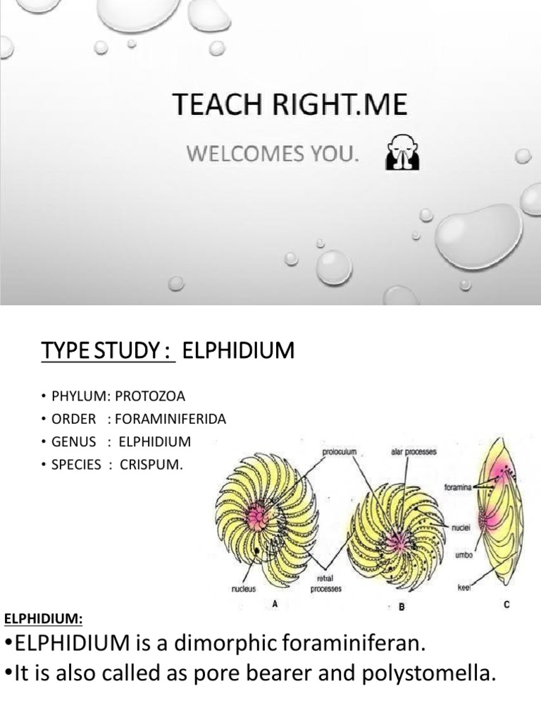 ELPHIDIUM | PDF | Reproduction | Sexual Reproduction