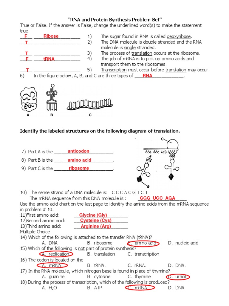 RNA and Protein Synthesis Problems KEY | PDF | Rna | Translation (Biology)