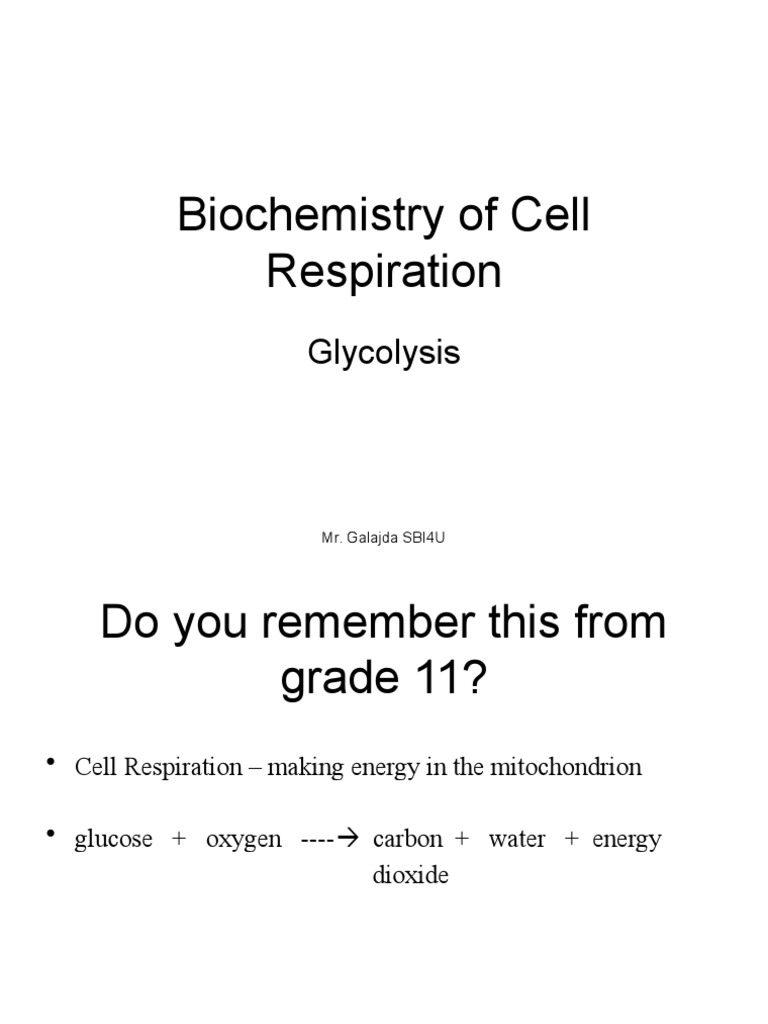 Cell Respiration and Glycolysis Explained | PDF | Cellular Respiration ...
