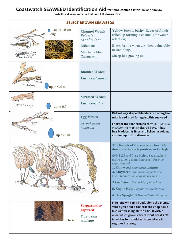 Coastwatch SEAWEED Identification Aid: Select Brown Seaweeds | PDF ...
