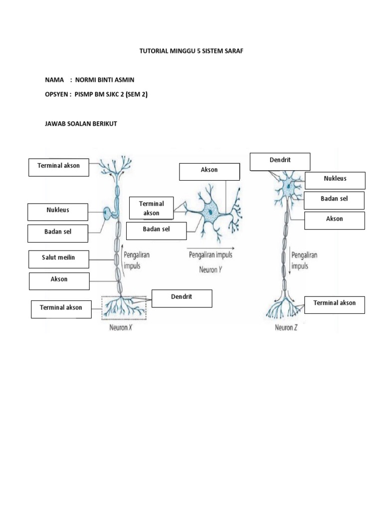 Jenis Neuron | PDF