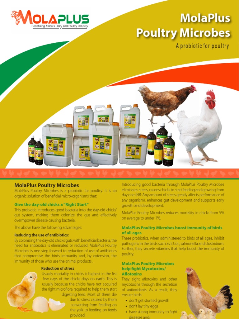 Molaplus Poultry Microbes: A Probiotic For Poultry | PDF | Probiotic ...