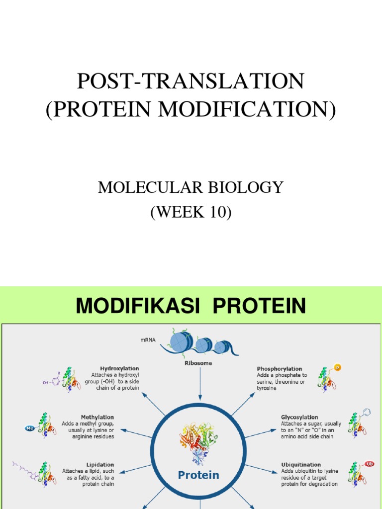 10 Protein Modification | PDF | Proteolysis | Peptide