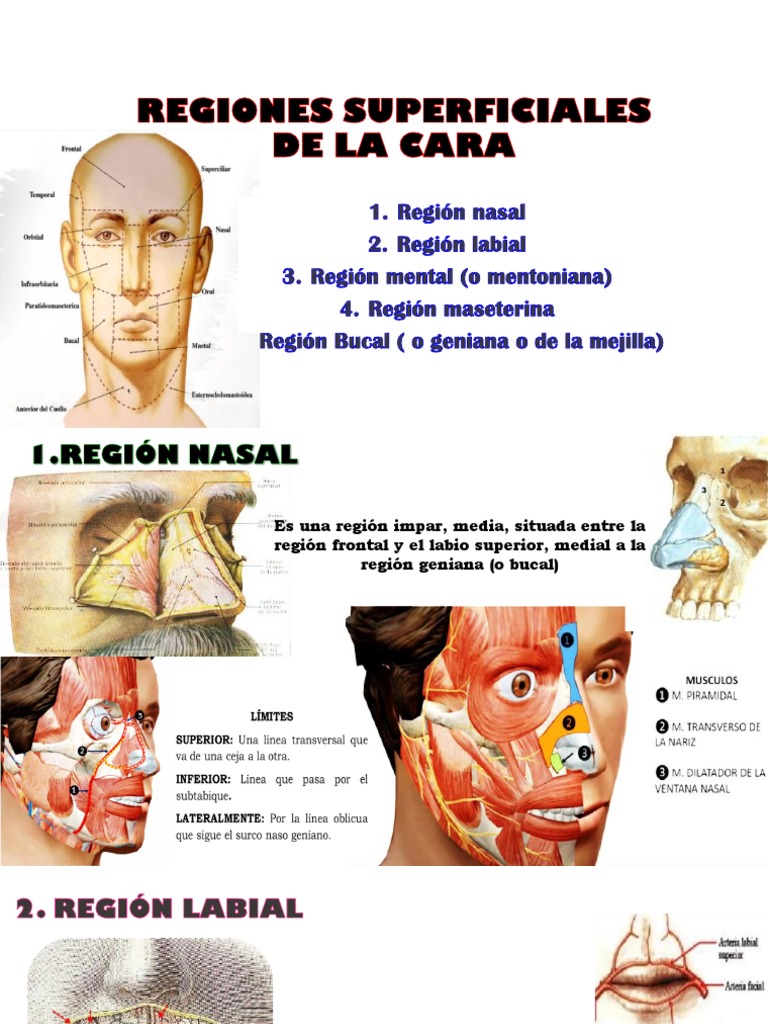 Regiones Superficiales de La Cara | PDF