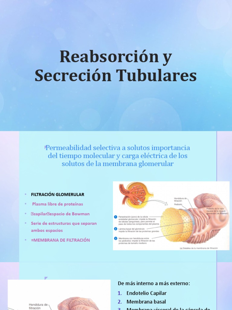 Reabsorcion y Secresiones Tubulares | PDF | Riñón | Anatomia animal