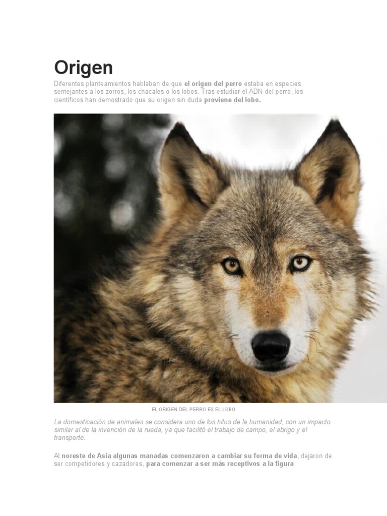 Origen Del Perro | PDF