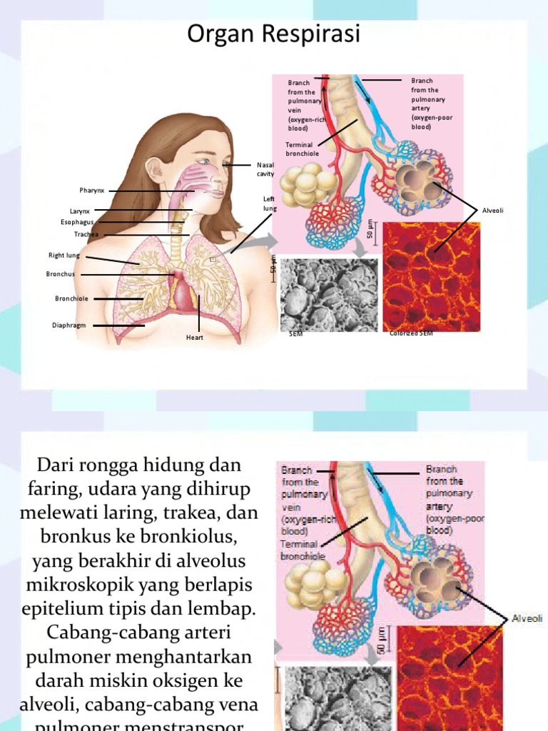 Pertukaran O2 Dan Co2 Dalam Alveolus Dan Jaringan | PDF