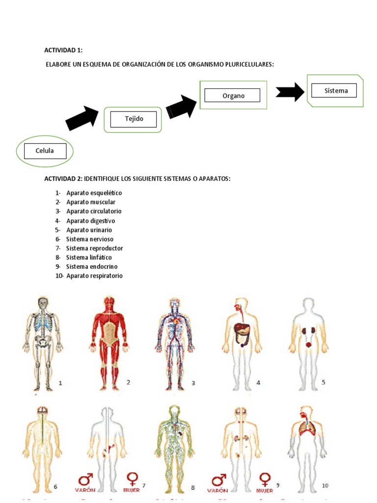TAREA UNIDAD 1 LAB. Estructuras Anatómicas UASD | PDF | Abdomen | Zoología
