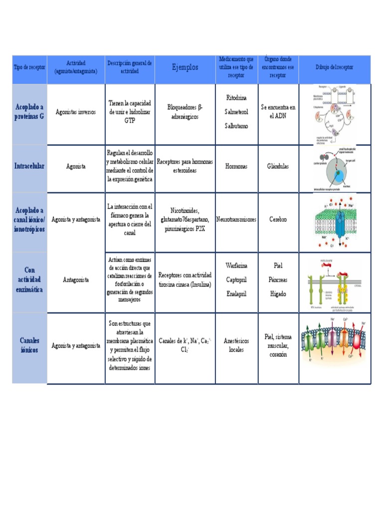 Tipos de Receptores y Medicamentos | PDF | Receptor (Bioquímica ...