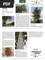 Arbol de Pochote 2.0 | PDF | Arboles | Entorno natural
